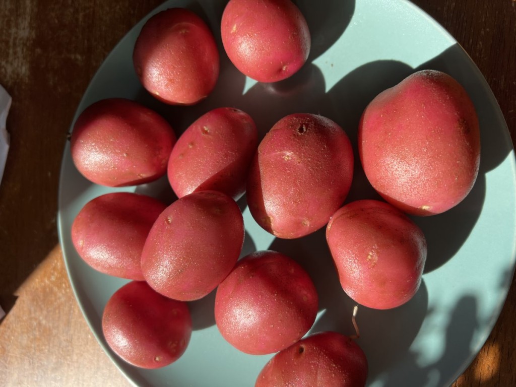 Potet Nansen standard sortering 2,5 kg ~ Virgenes Andelsgård - Virgenes ...